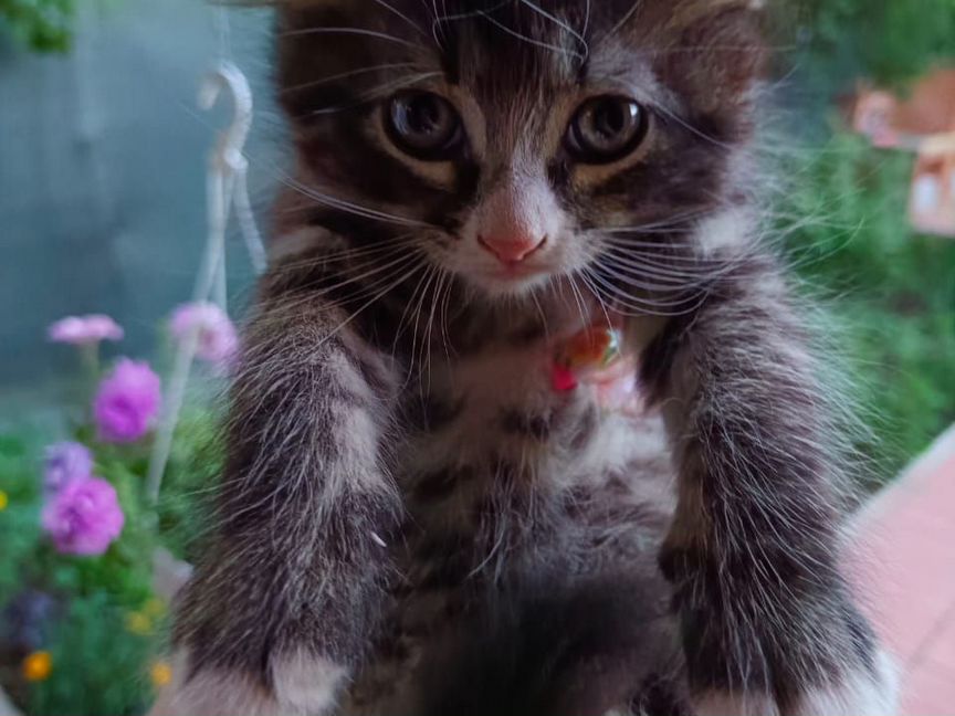 Кошки