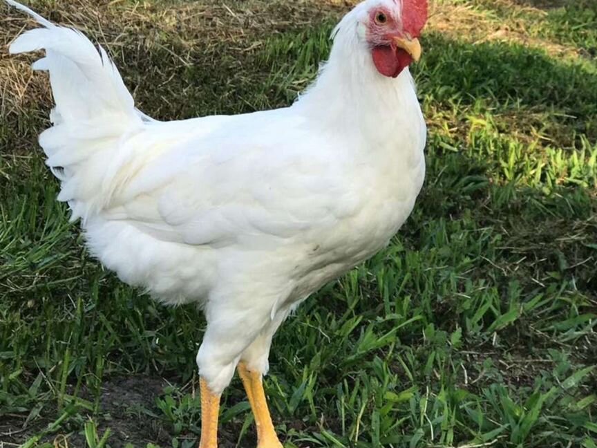Петух легорн