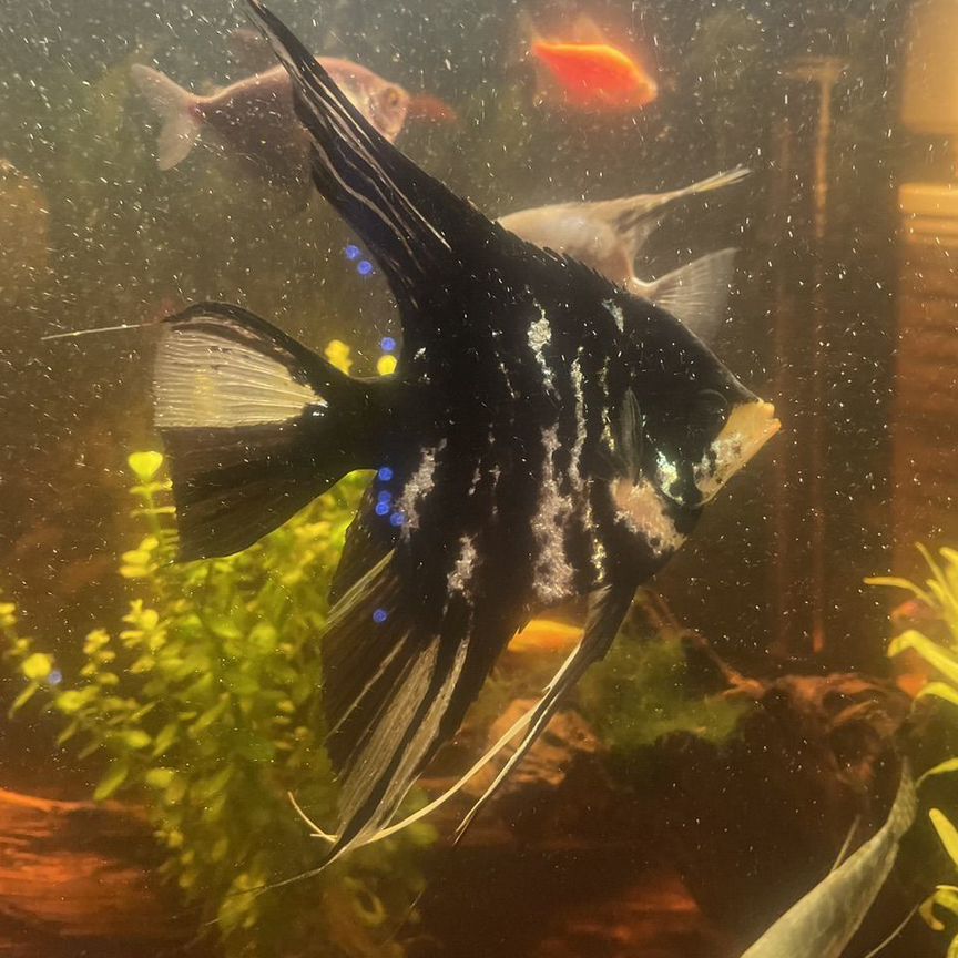 Скалярия мраморная