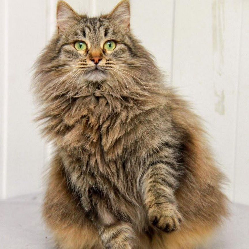 Взрослый кот в добрые руки