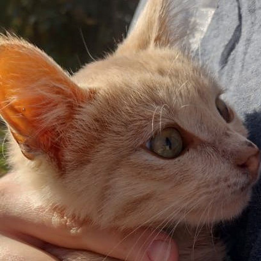 Кошка в дар бесплатно