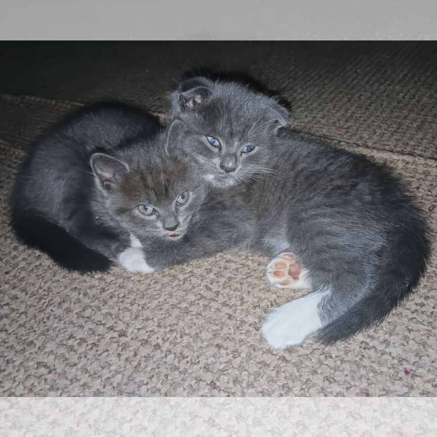 Шотландский вислоухий короткошёрстный котёнок