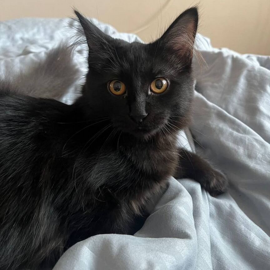 Кошки