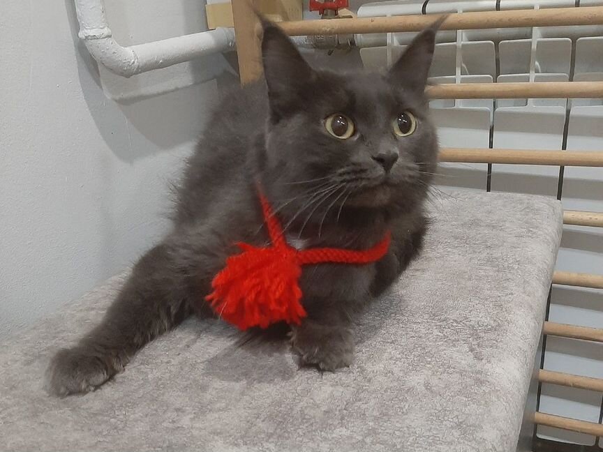 Молодая кошечка в добрые руки