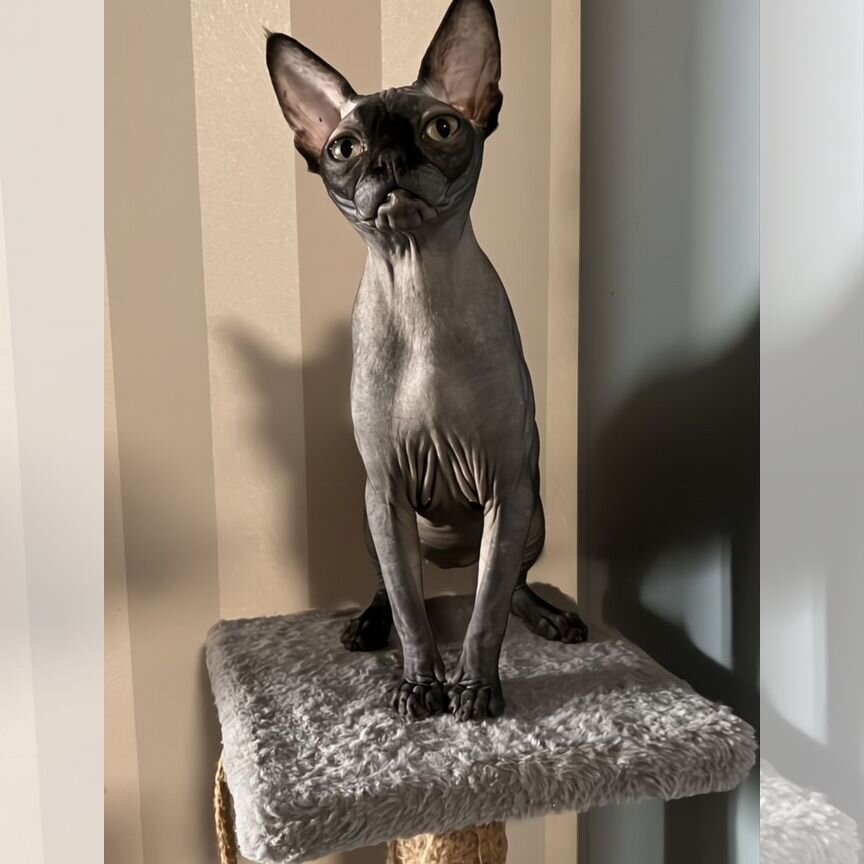 Канадский сфинкс котёнок