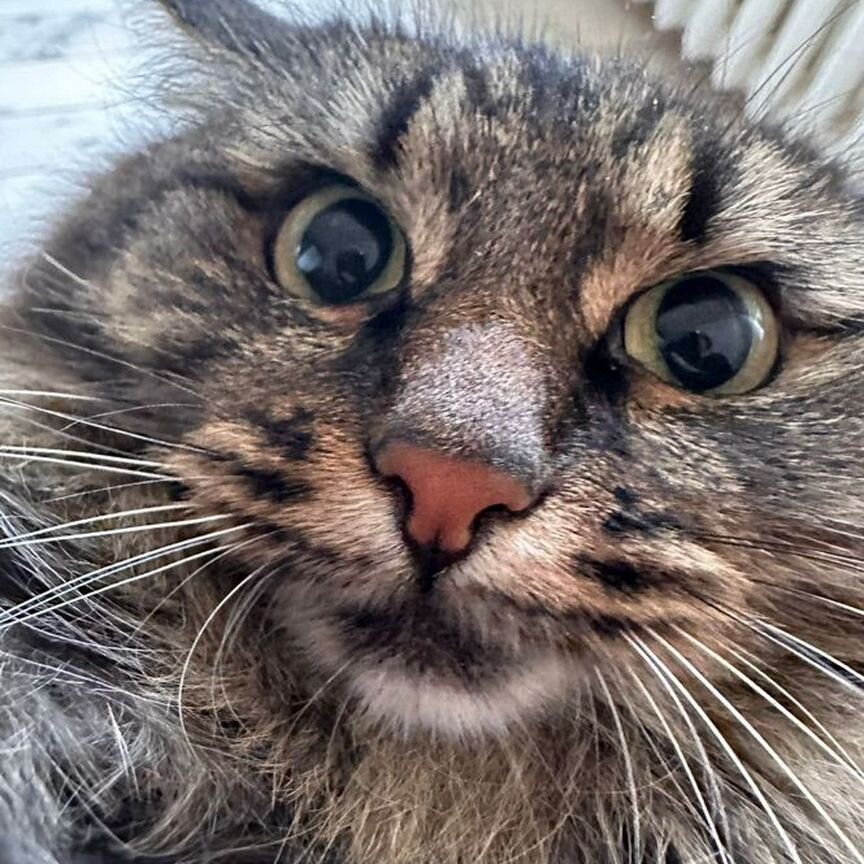 Найдена кошка Широкая речка ул Дальяя 38