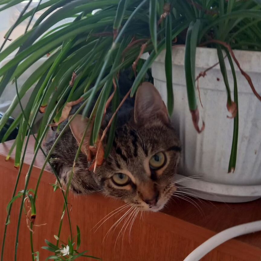 Котомальчик