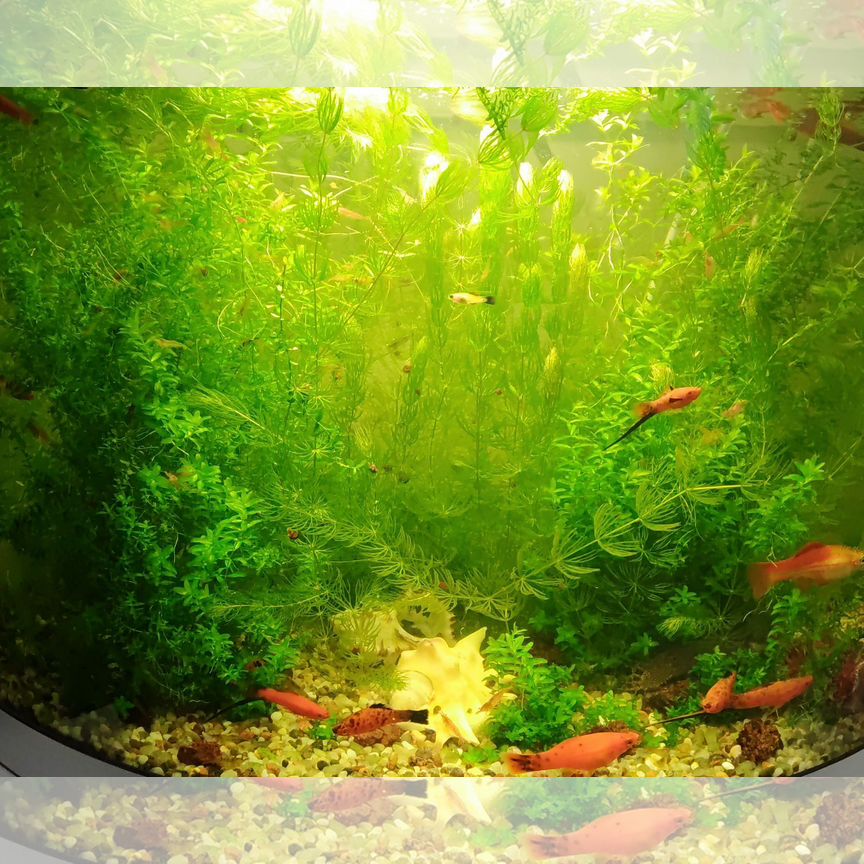 Продаю Рыбок, креветок и аквариумные растения