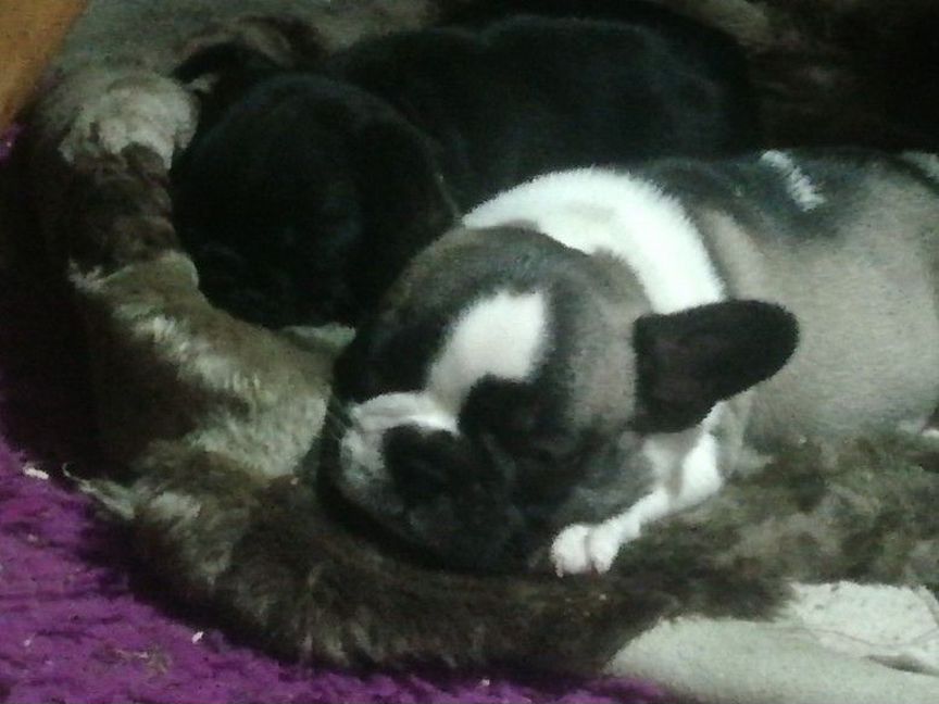 Щенок французского бульдога триколор