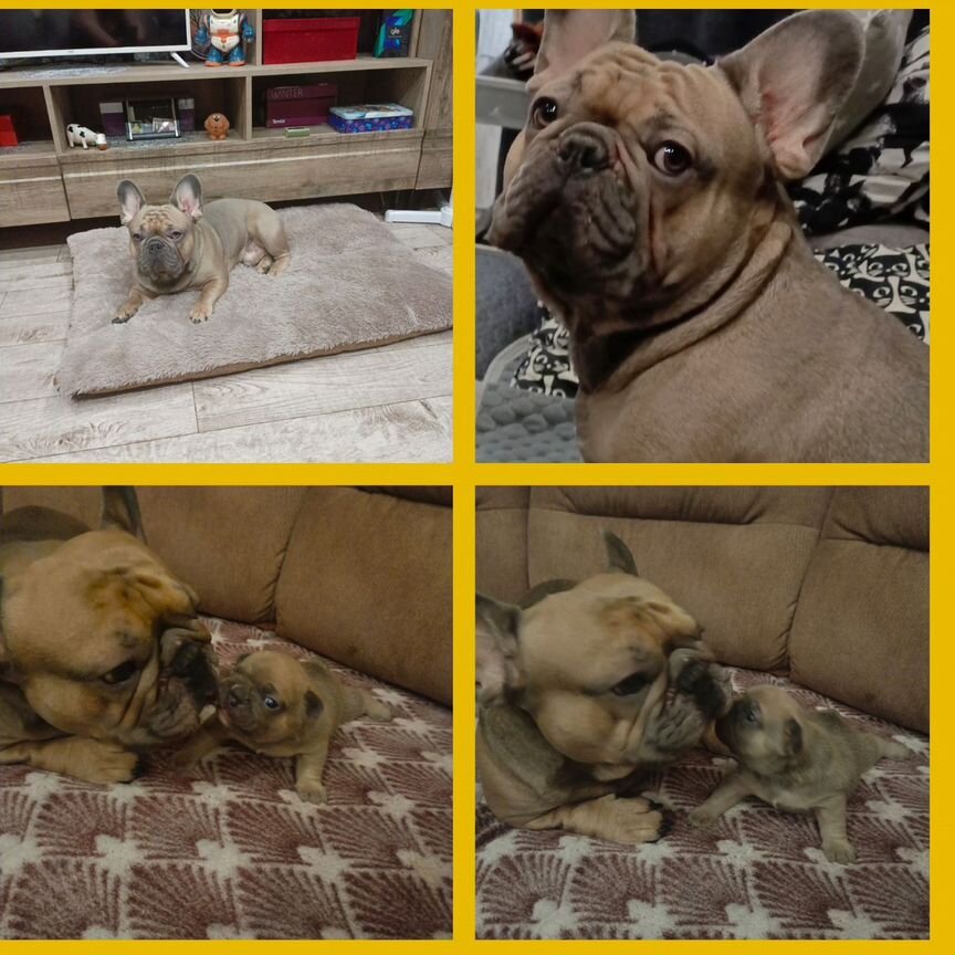 Французский бульдог, щенок