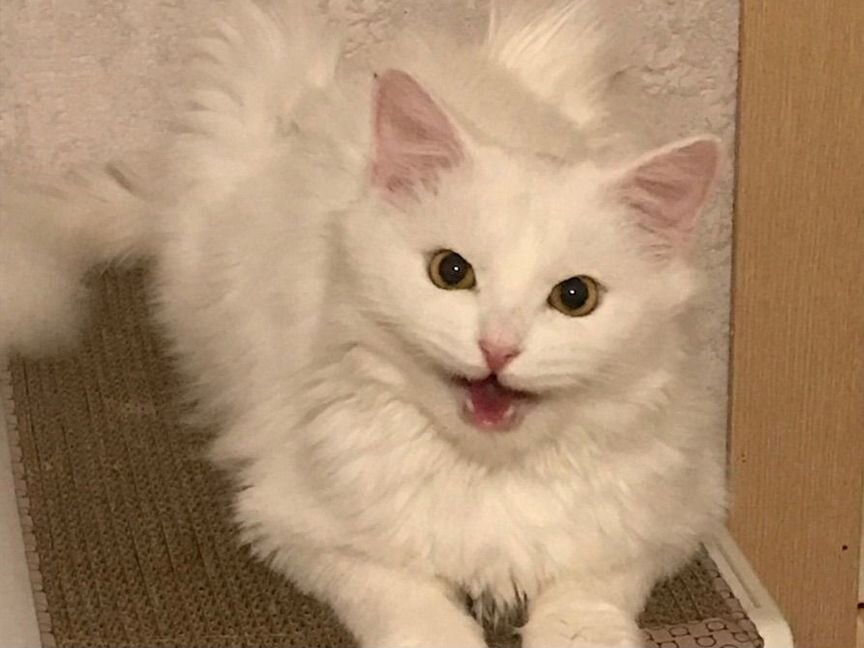 Котик ищет семью