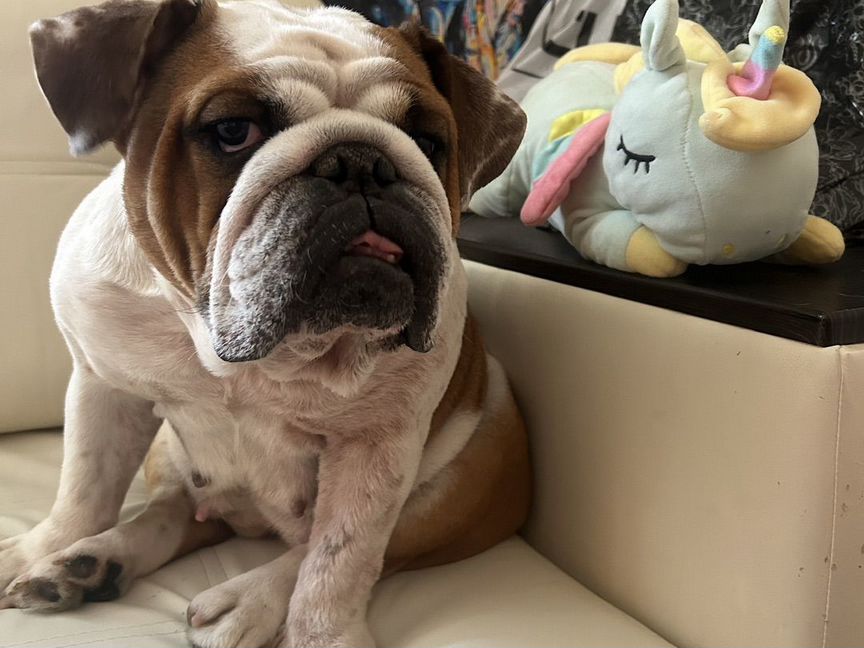 Английский бульдог