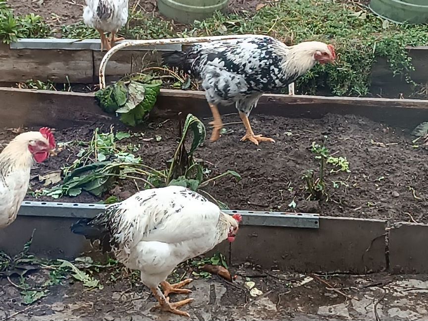 Молодые петухи