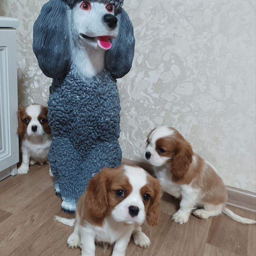 Мальчики Кавалер Спаниельчики