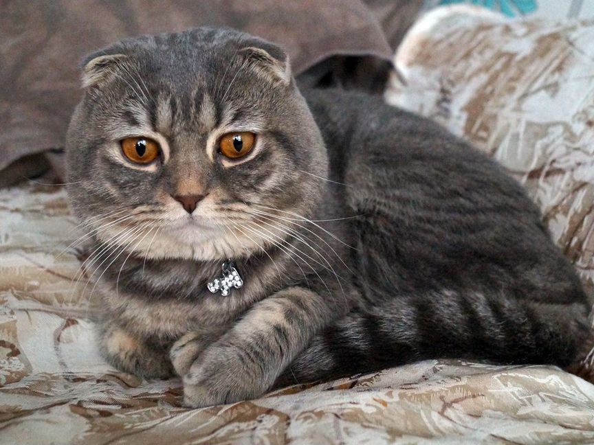 Кот приглашает на вязку кошечку
