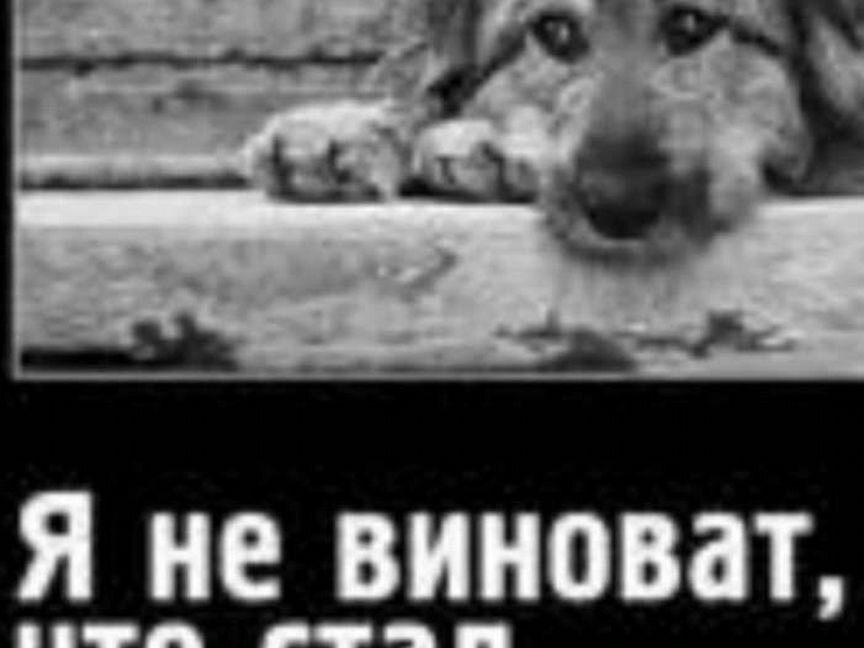 Ищу корм для собак