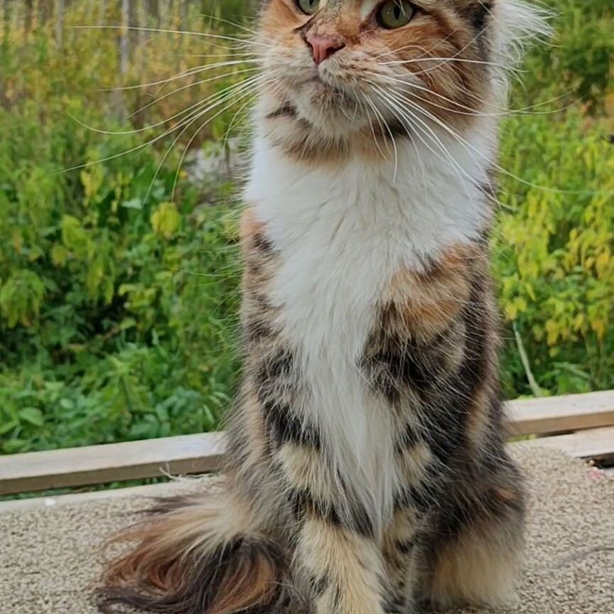 Дама с длинными кистями