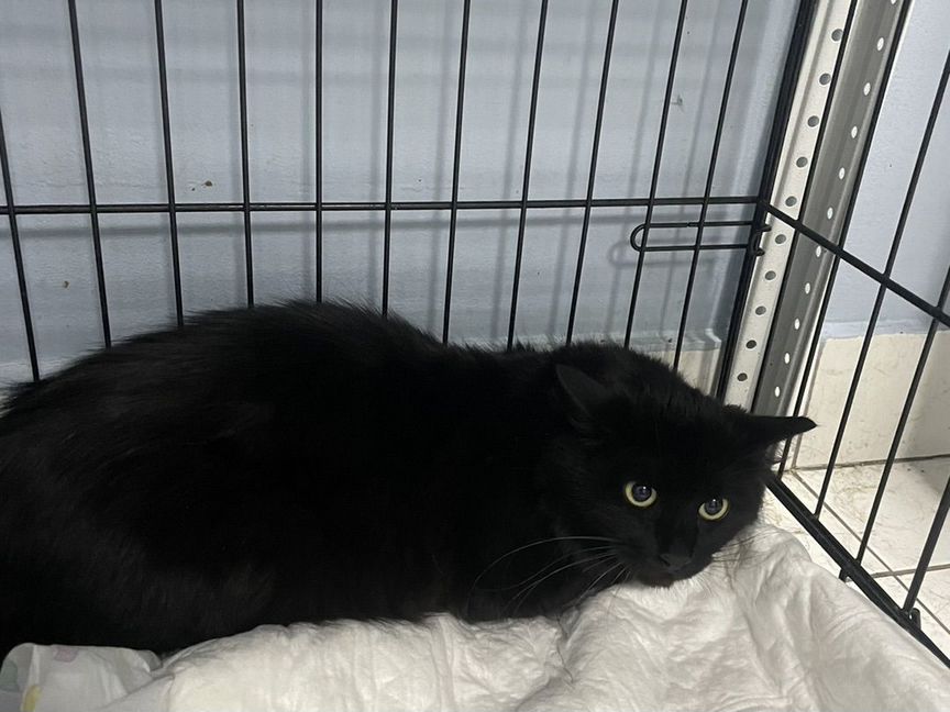 Кошечка Эльфа