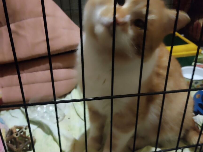 Коты в добрые руки