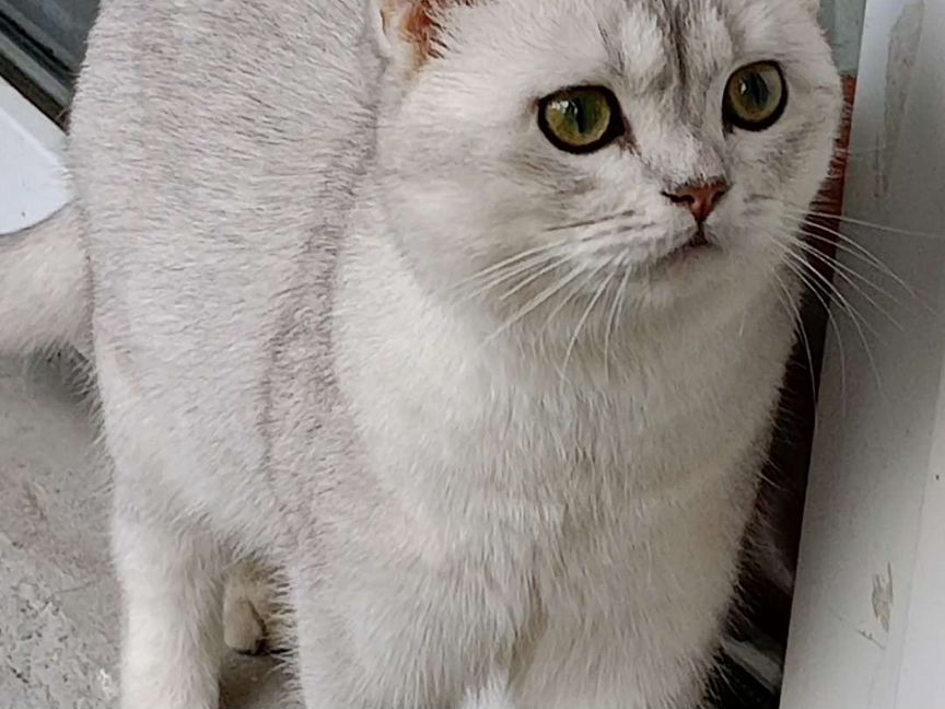 Шотландский кот вязка