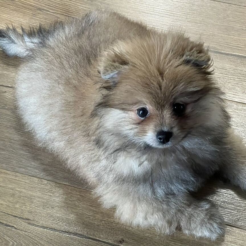 Померанский шпиц медвежьего типа