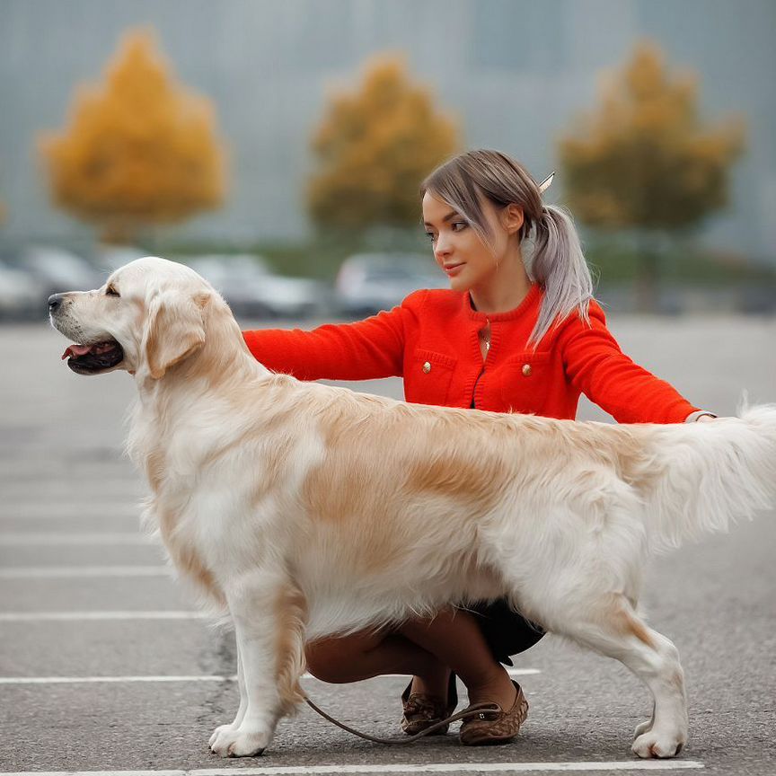 Золотистый ретривер, вязка