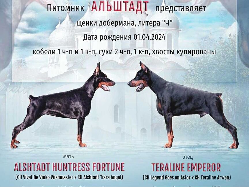 Щенки добермана