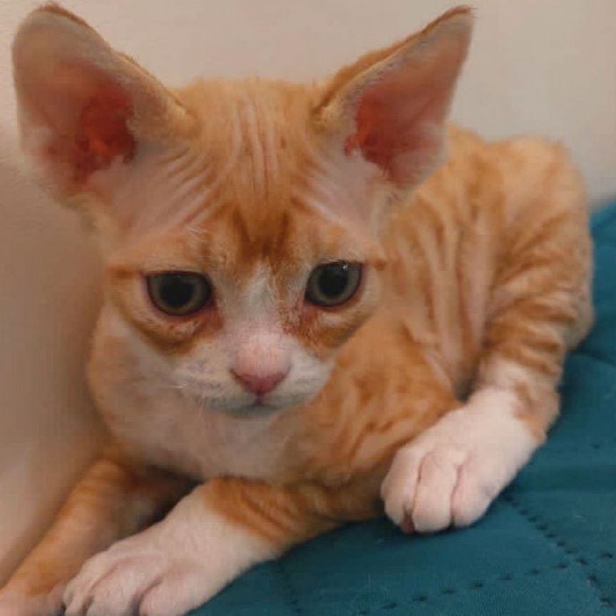 Девон-рекс котёнок