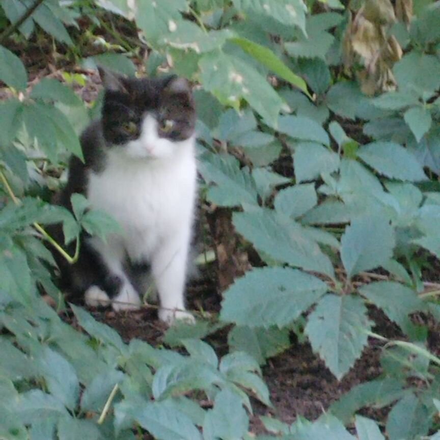 Молодая девочка ищет хозяина