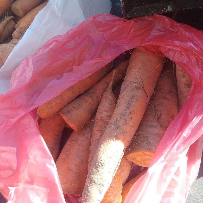 Продам морковь