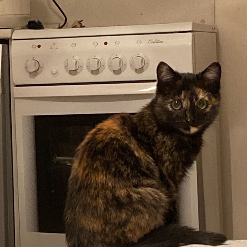 Отдам в добрые руки котенка