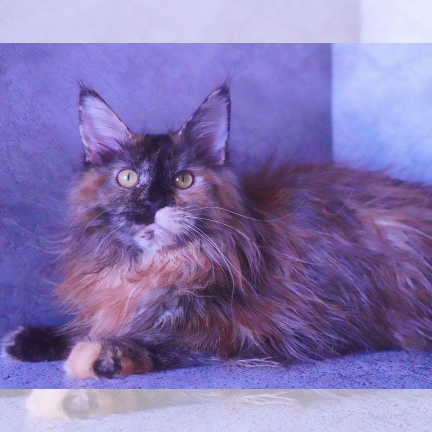 Мейн-кун котёнок