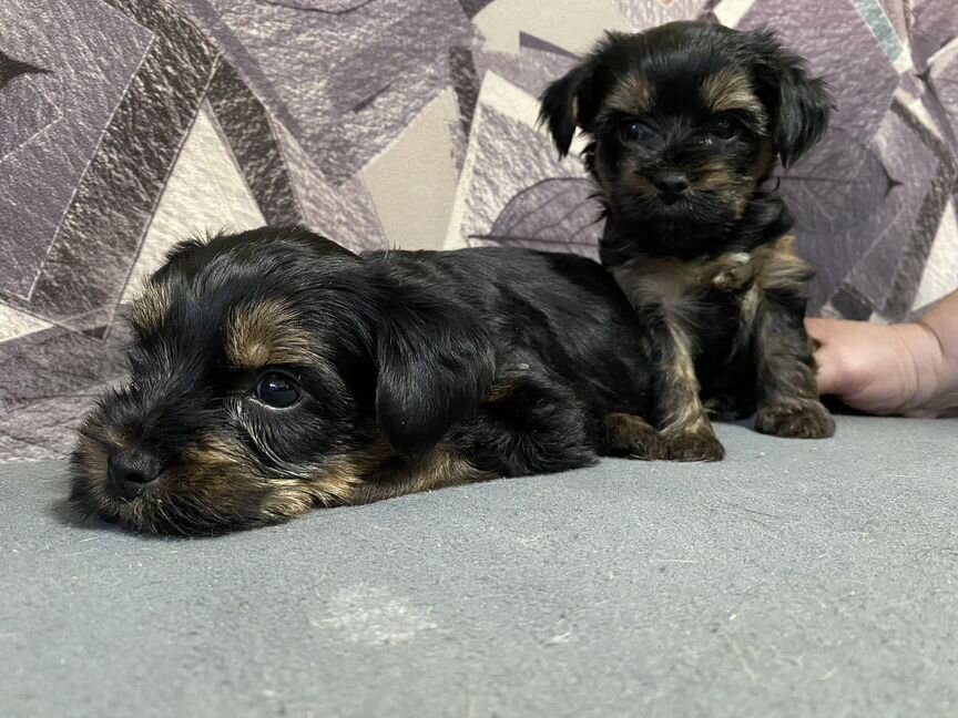 Йоркширский терьер щенки