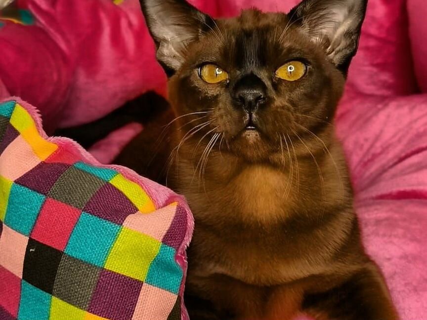 Котята бурманской породы