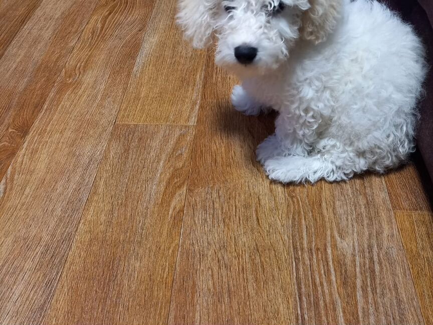 Щенок бишон фризе