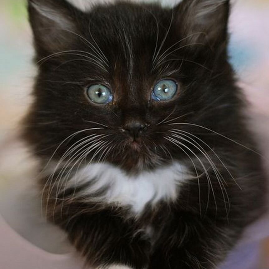 Сибирские котята