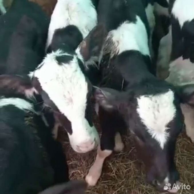 Бычки тёлочки