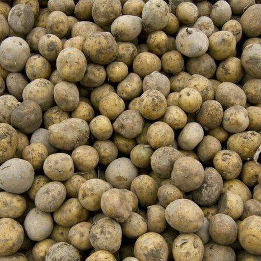 Картофель кормовой