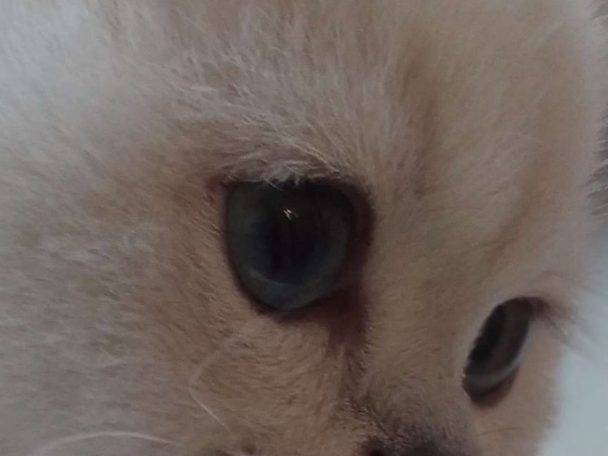 Британская серебристая шиншилла-пойнт