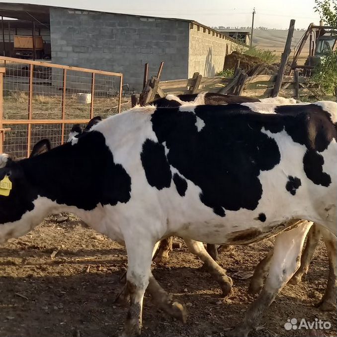 Продам тёлок Голштинской породы