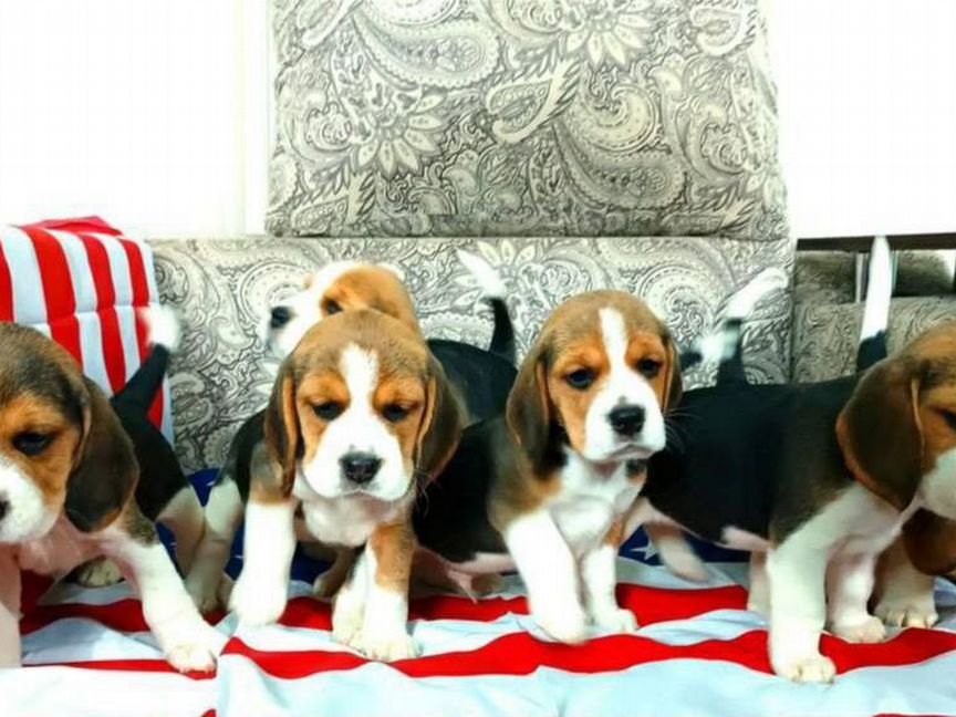 Щенки Бигль