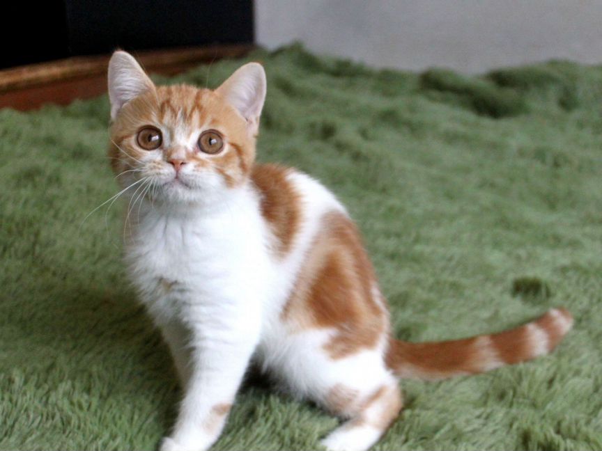Мраморный яркий котик