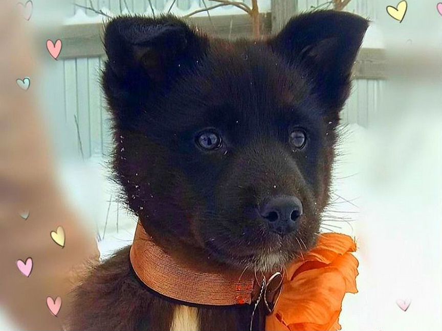 Щенок в добрые руки бесплатно