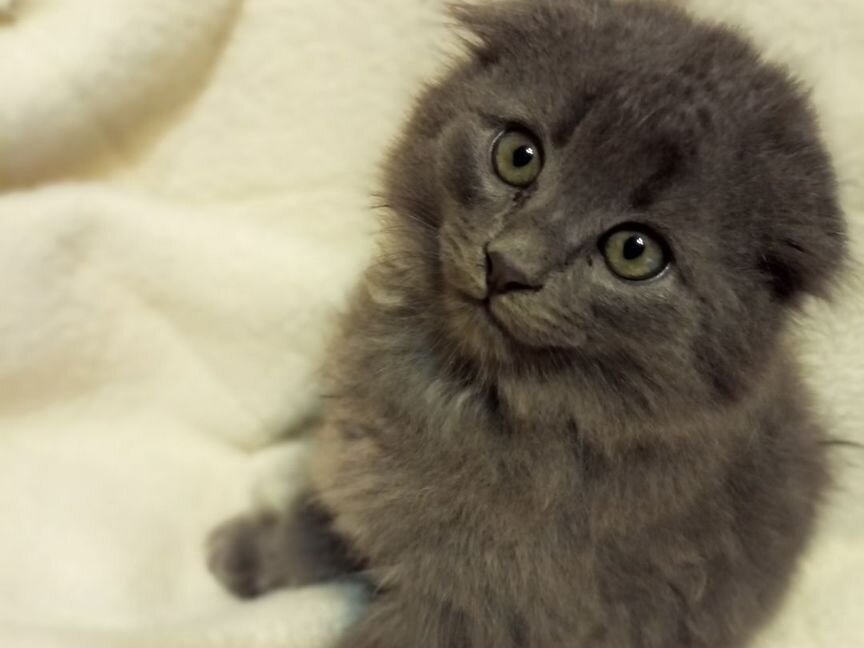 Вислоухие котята