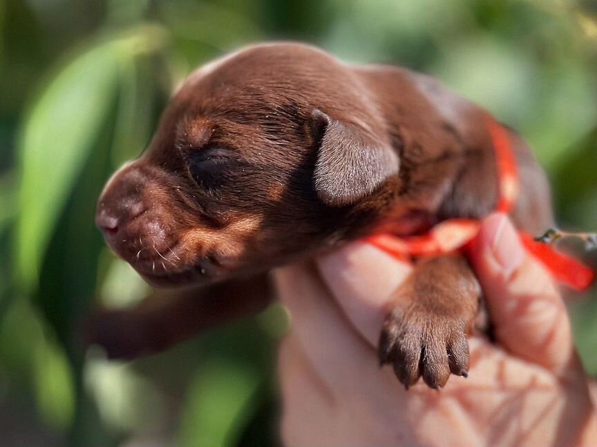 Щенки от вице-Чемпиона мира
