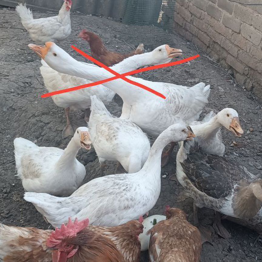 Гуси