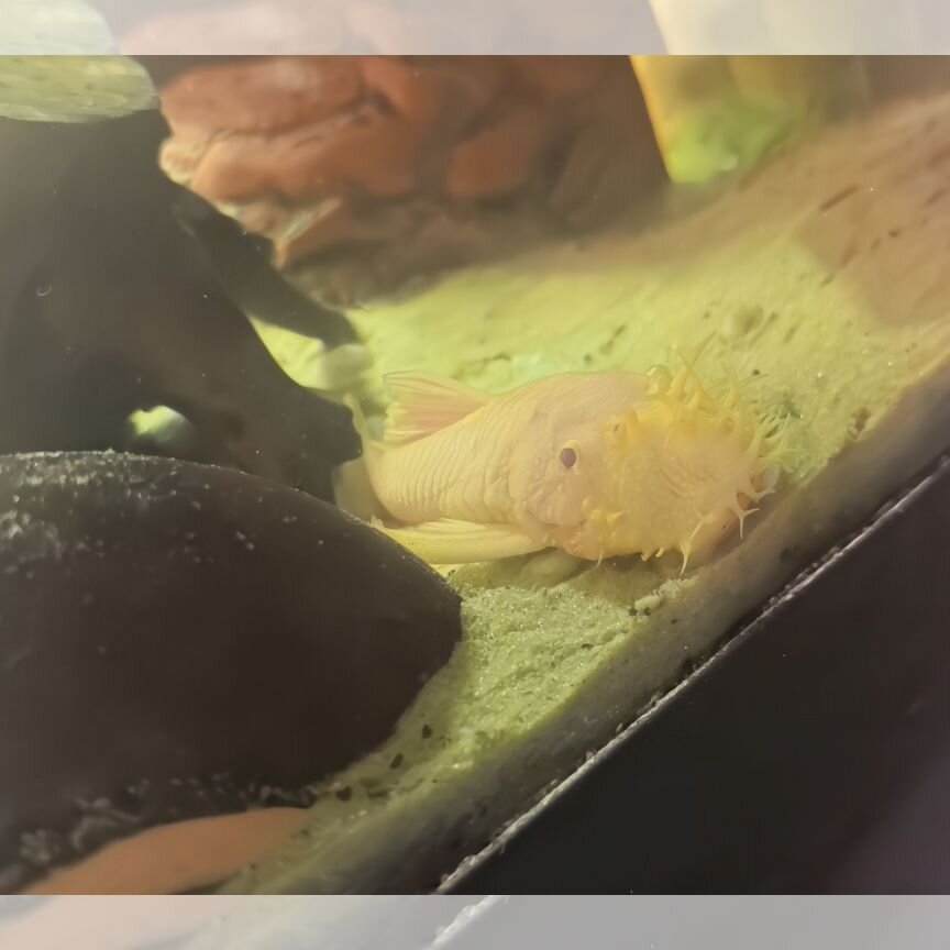 Сомики анциструс альбинос