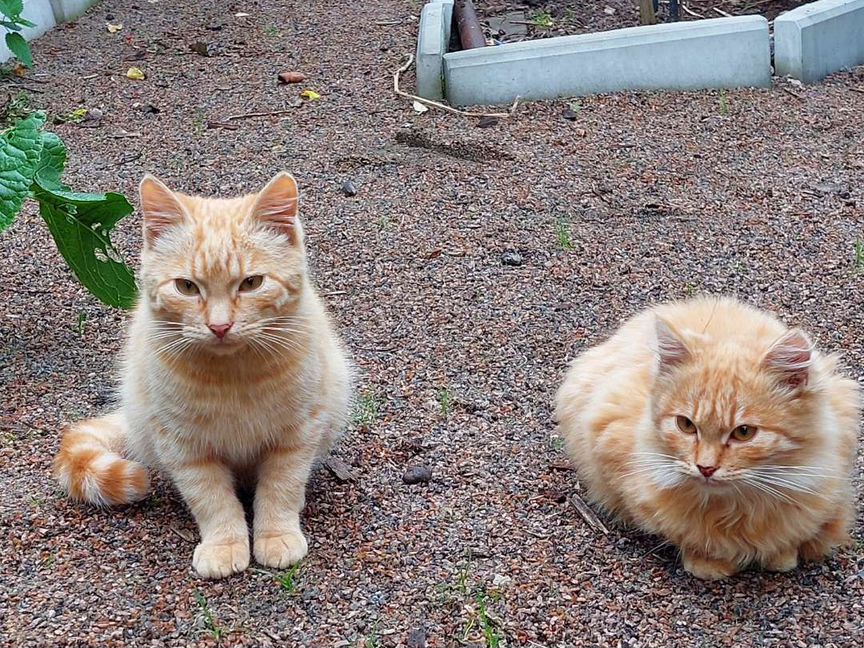 Кошки в добрые руки бесплатно