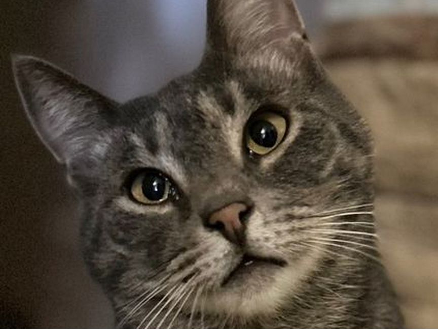 Раскосая красавица ищет передержку или сразу дом