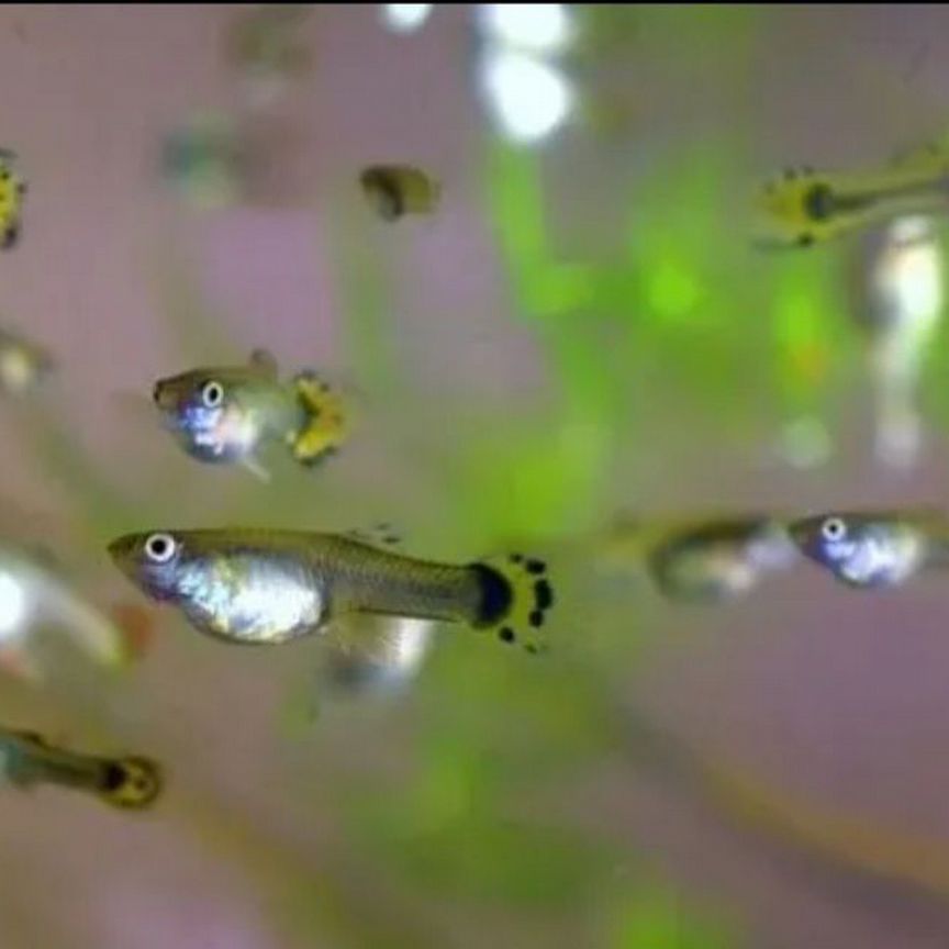 Аквариумные рыбы гуппи